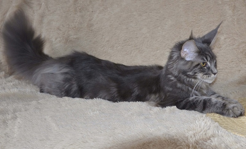 Maine Coon, het grootste kattenras als huisdier | Dierennieuws.nl