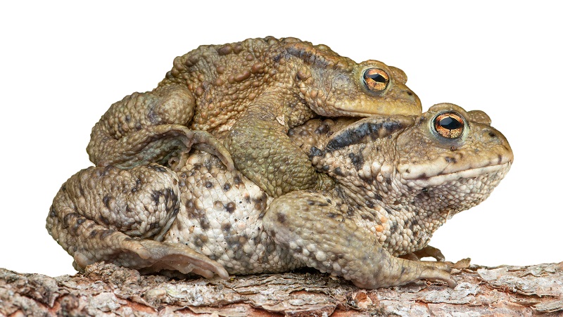 Het verschil tussen een kikker en een pad - Dierennieuws.nl