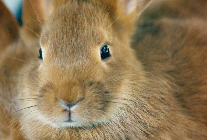 Gebit konijn verzorgen & tanden knippen | Dierennieuws.nl