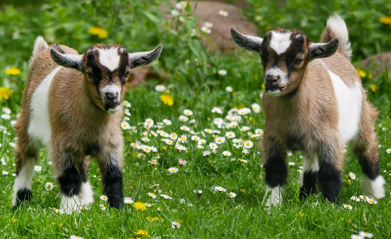 Hoe heet een baby geit? En mannetjes en vrouwtjes? | Dierennieuws.nl