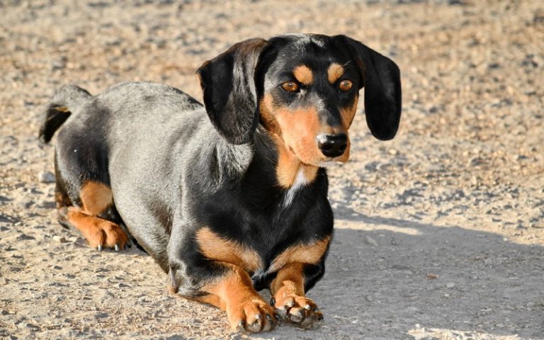 Jachthonden, alles over hondenrassen voor de jacht | Dierennieuws.nl