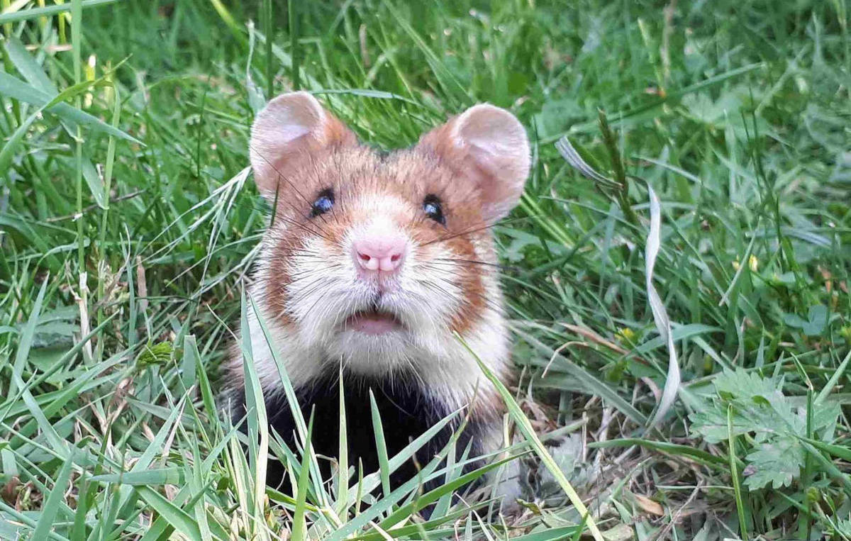 Hamsters - alles over deze knaagdiertjes | Dierennieuws.nl