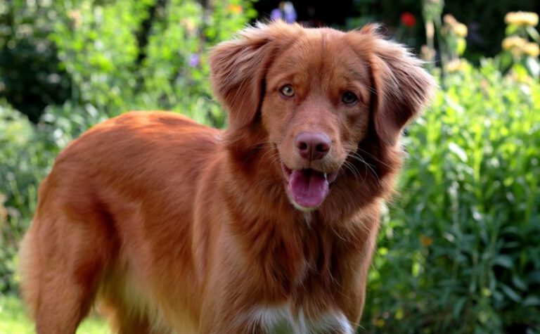 Jachthonden, alles over hondenrassen voor de jacht | Dierennieuws.nl