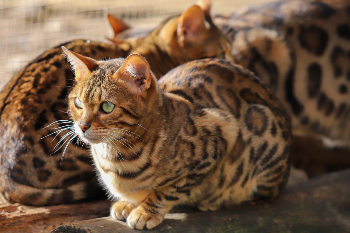 Kleurpatronen van de kattenvacht, alle soorten | Dierennieuws.nl