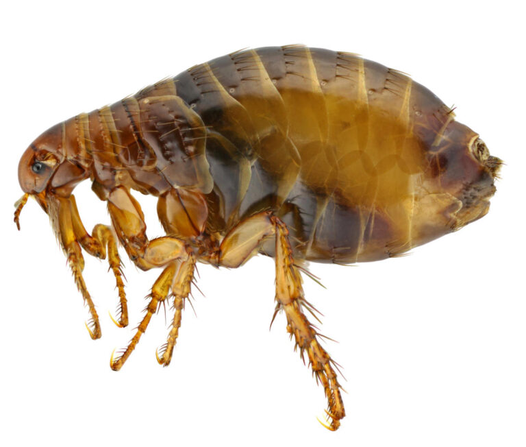 Vlooien bij katten - herken de symptomen en wat doe je eraan?