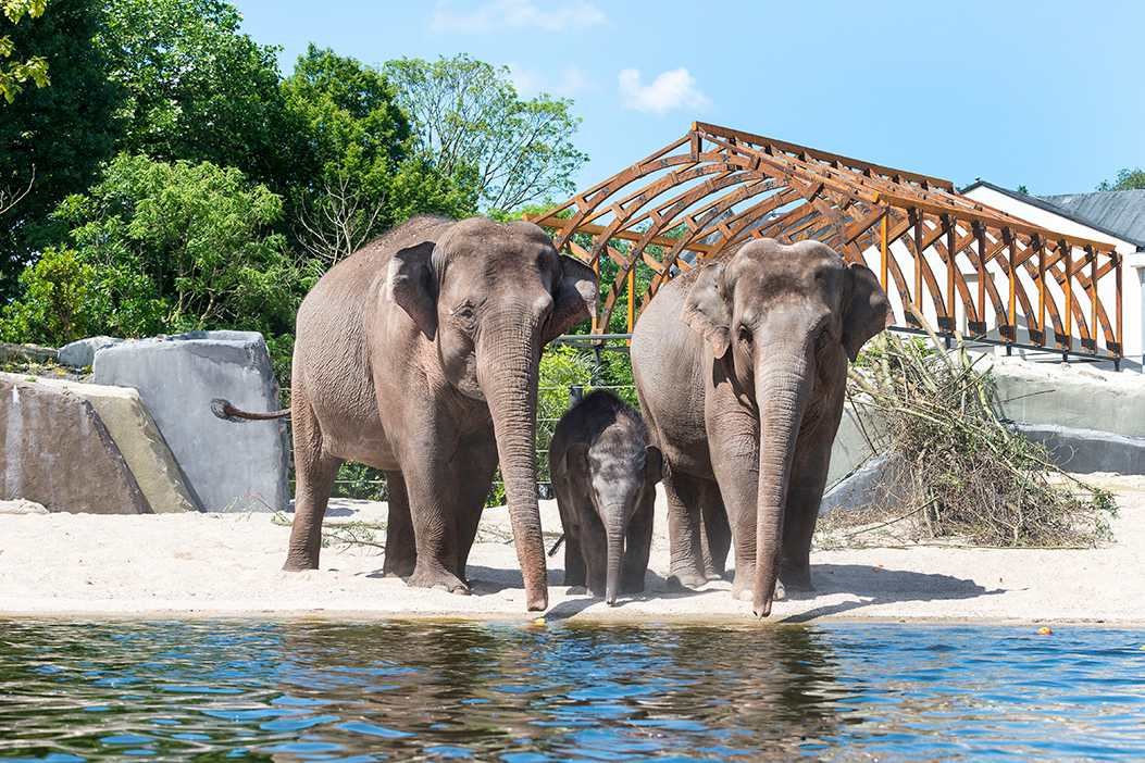 Dierentuinen en dierenparken in Nederland en België | Dierennieuws.nl