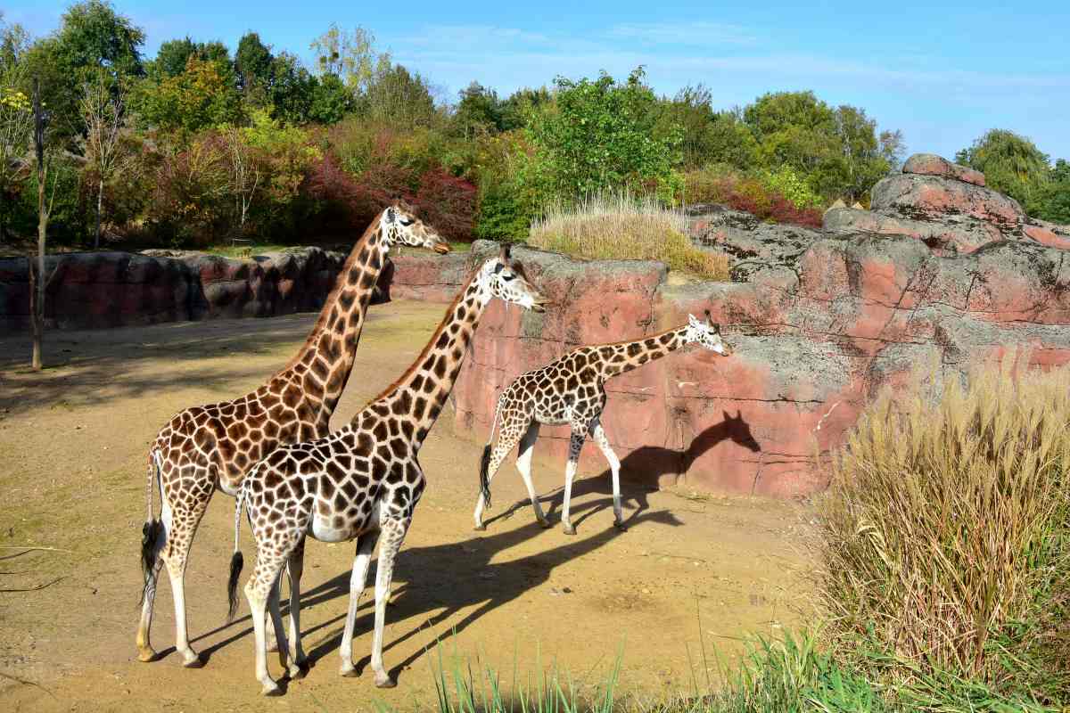 Giraffe, het langste landdier ter wereld | Dierennieuws.nl