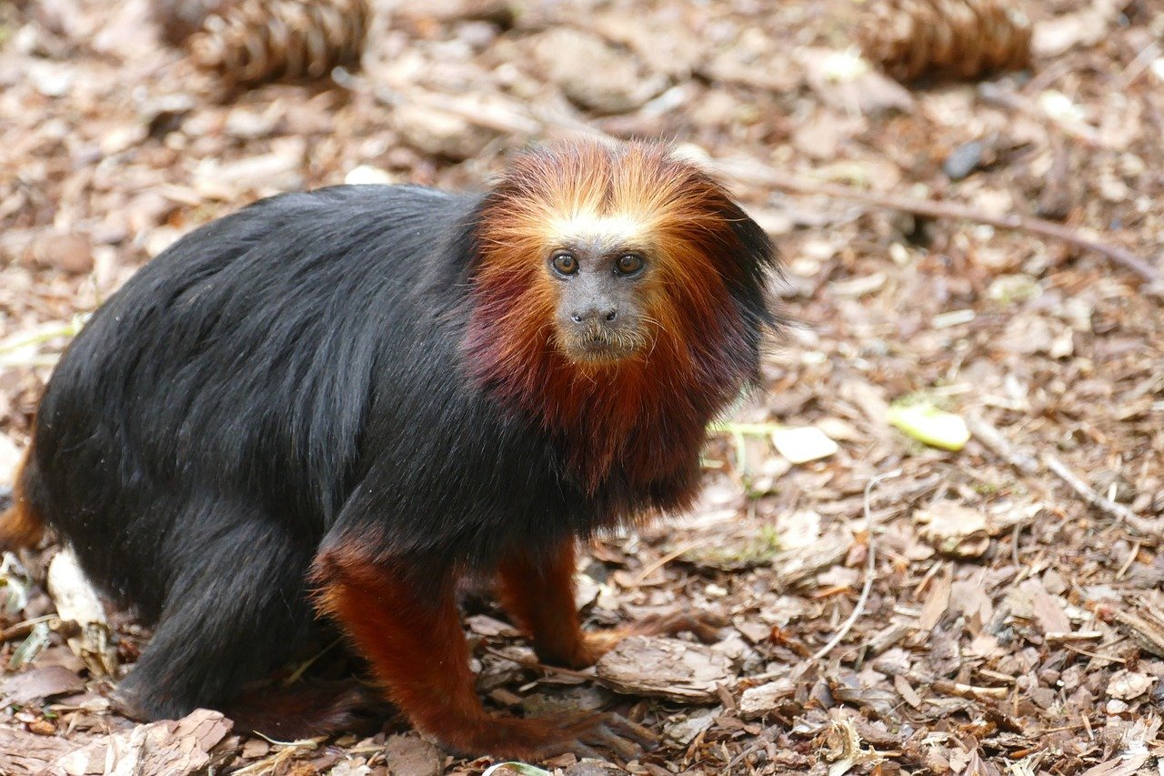 Apenheul - info en tickets voor dit dierenpark | Dierennieuws.nl
