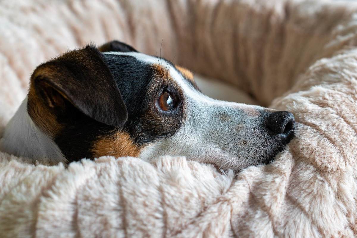 Hond ontwormen - how to, tips & de beste wormmiddelen | Dierennieuws.nl
