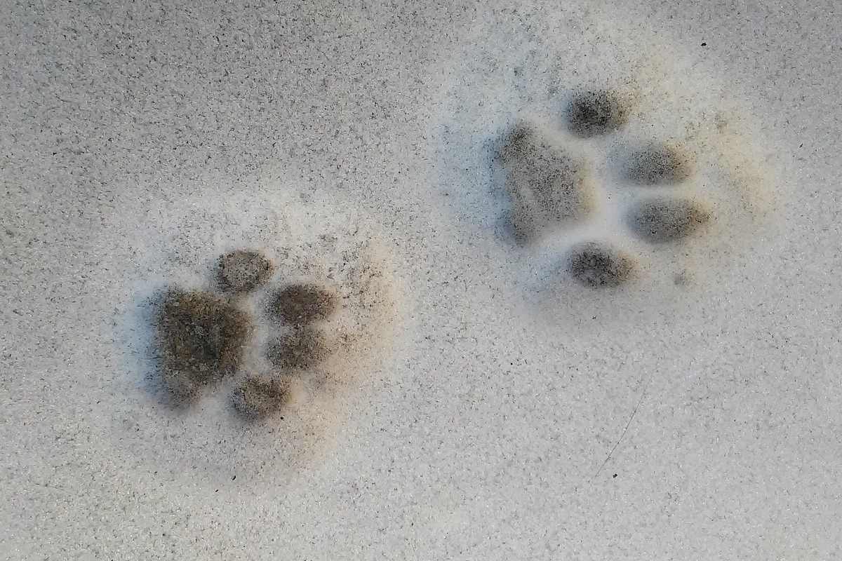 Koude pootjes bij katten - alle info en tips | Dierennieuws.nl