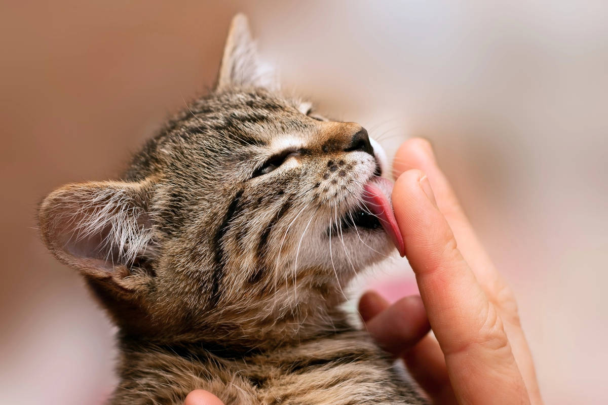 De reden dat je kat jou likt: verklaring voor dit gedrag | Dierennieuws.nl